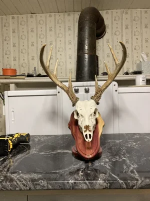 Help with Antler Staining | North Carolina Hunting and Fishing Forums