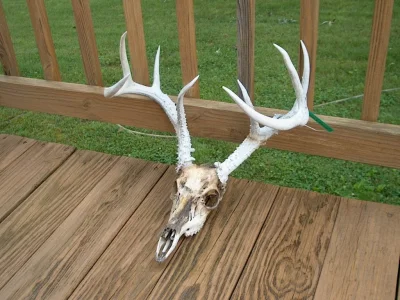 Help with Antler Staining | North Carolina Hunting and Fishing Forums