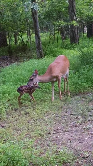 Neotropical Deer Ked | North Carolina Hunting and Fishing Forums