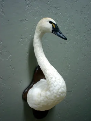 Tundra Swan Mount | North Carolina Hunting and Fishing Forums