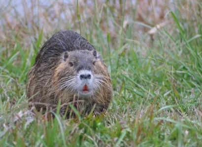 Nutria? | North Carolina Hunting and Fishing Forums