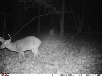 Midget deer? | North Carolina Hunting and Fishing Forums