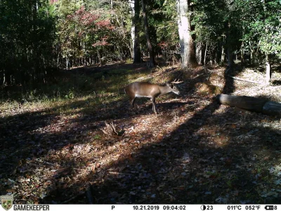 Midget deer? | North Carolina Hunting and Fishing Forums
