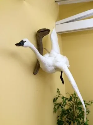 Got my Tundra Swan mount back! | North Carolina Hunting and Fishing Forums