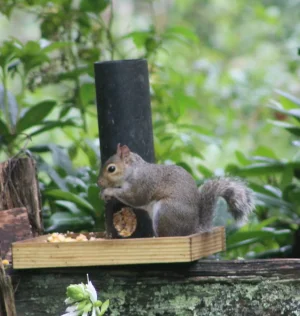 Short Tailed Squirrel | North Carolina Hunting and Fishing Forums
