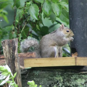 Short Tailed Squirrel | North Carolina Hunting and Fishing Forums