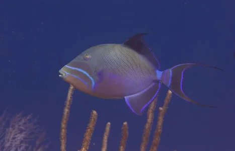 Queen Triggerfish Little Cayman | North Carolina Hunting and Fishing Forums