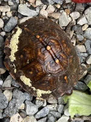 Help with weird larvae on baby wild box turtle | North Carolina Hunting ...